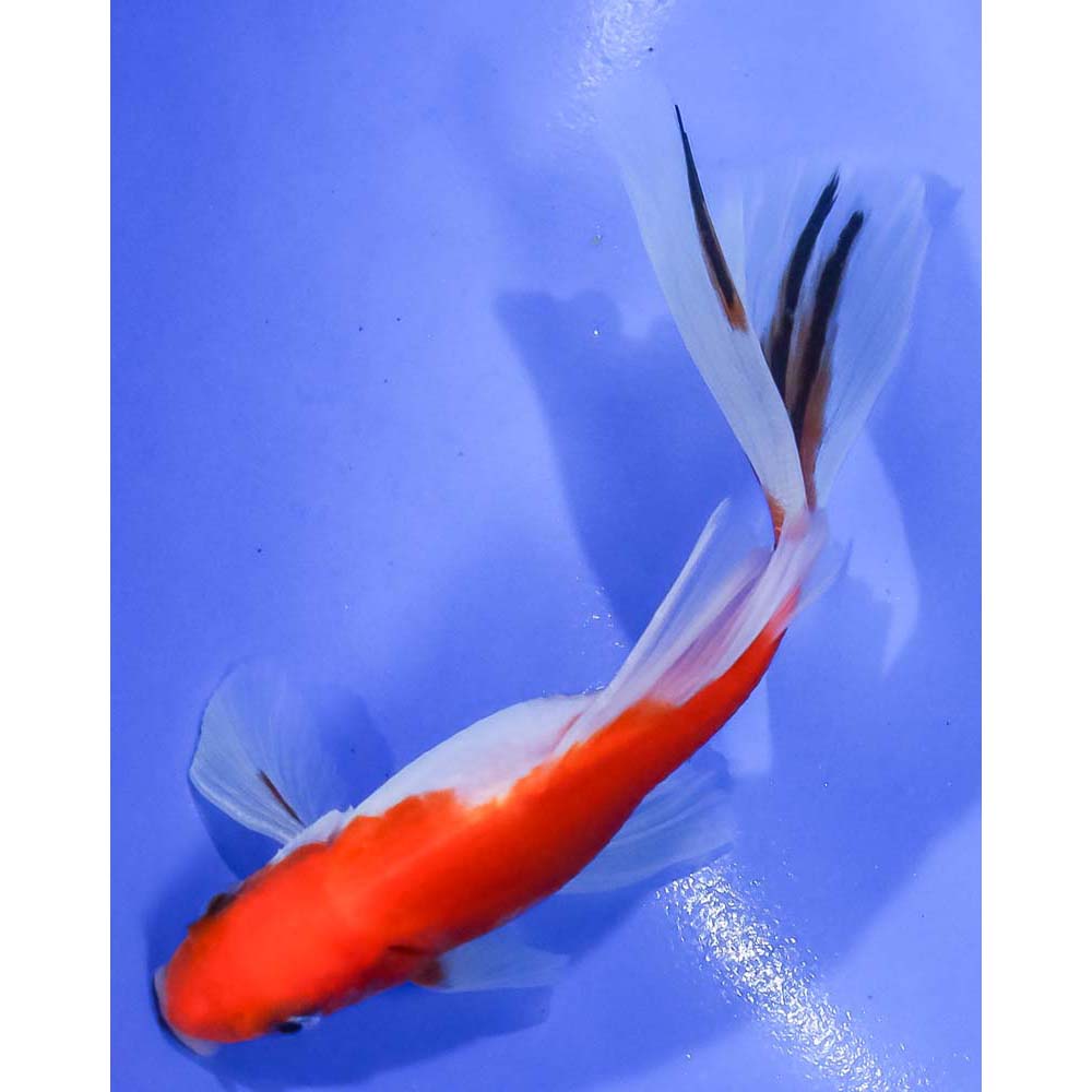 5” Imported Male Bristol Shubunkin | Koi Fish For Sale
