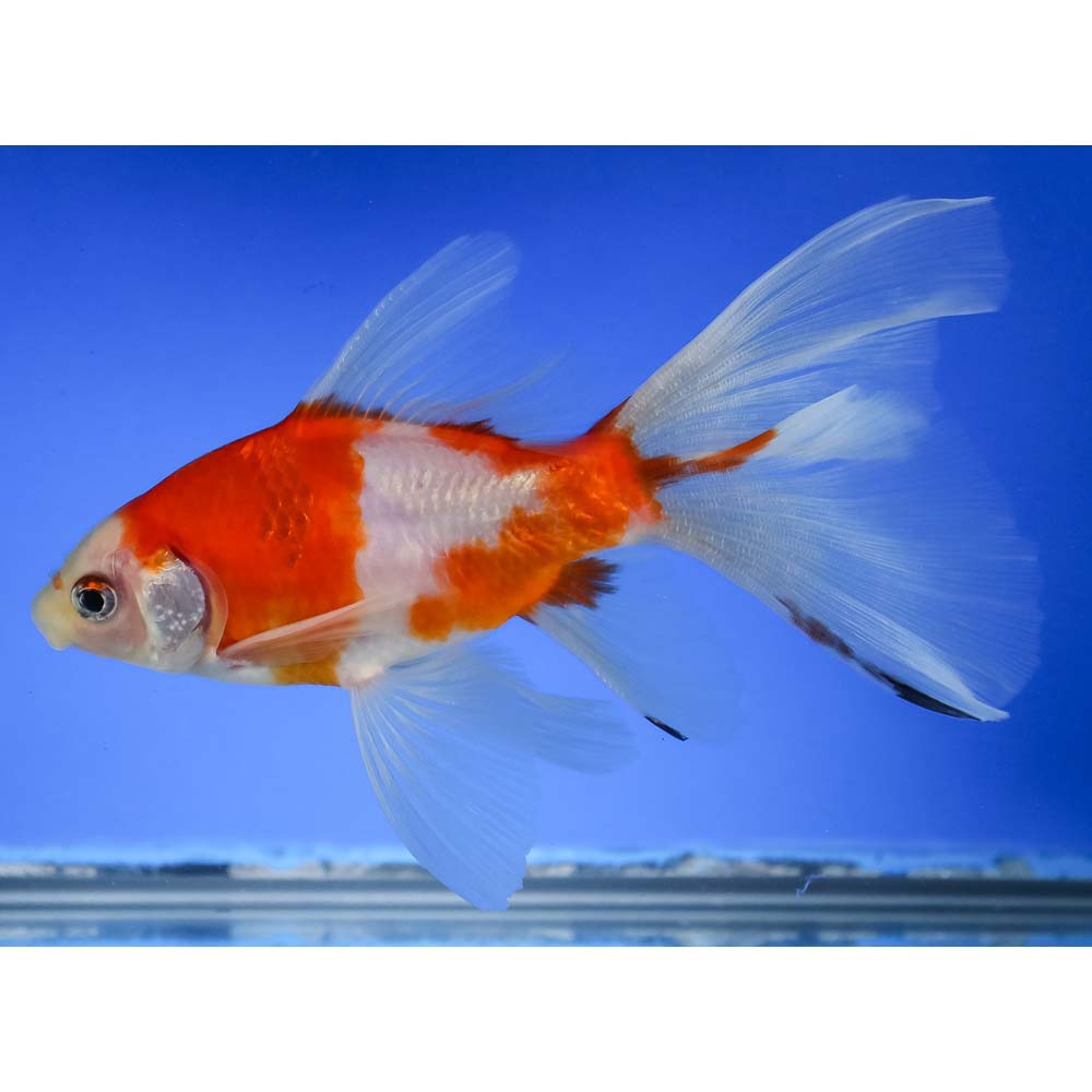 5.5” Imported Male Bristol Finned Sarasa Comet | Koi Fish For Sale