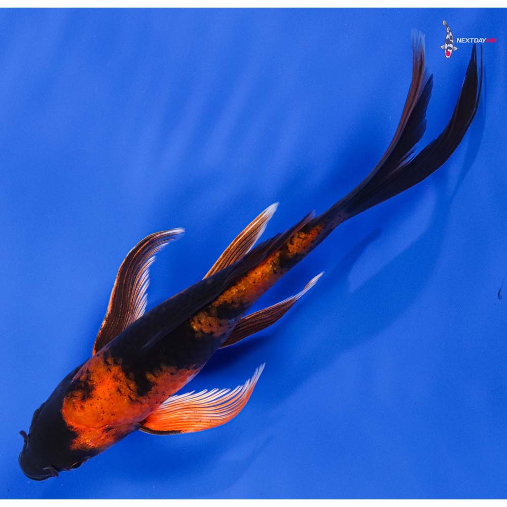 8” Imported Kin Hi Utsuri Butterfly Koi | Koi Fish For Sale