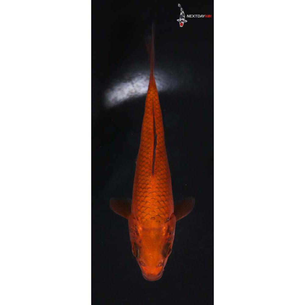 5” Imported Chagoi | Koi Fish For Sale