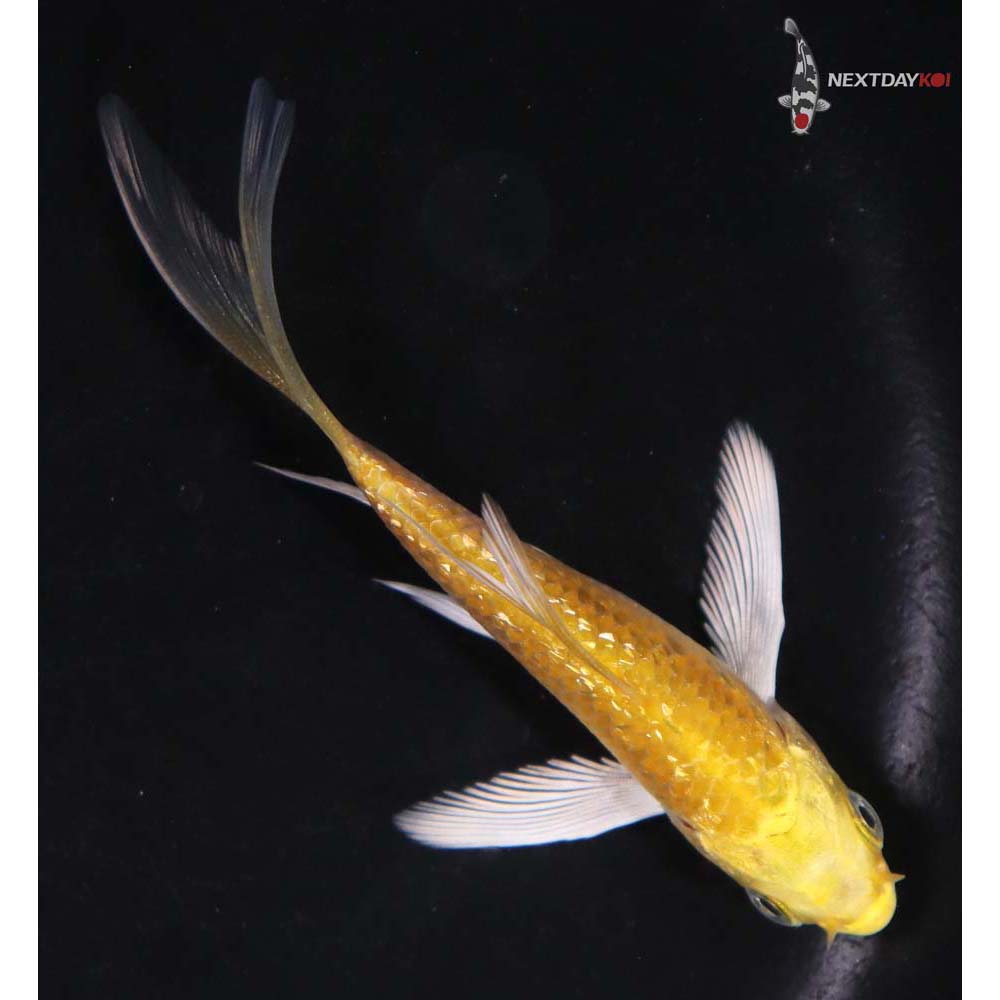 3” Imported Gin Rin Yamabuki Ogon Butterfly Koi | Koi Fish For Sale
