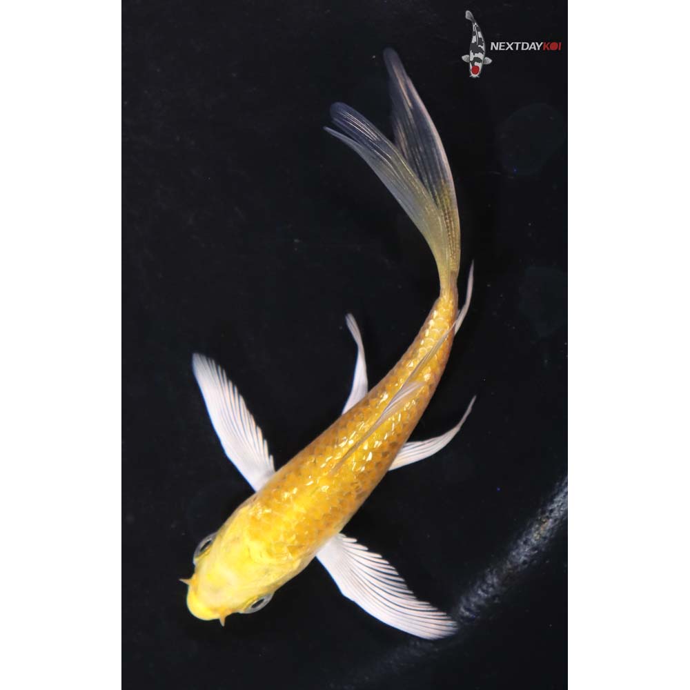 3” Imported Gin Rin Yamabuki Ogon Butterfly Koi | Koi Fish For Sale