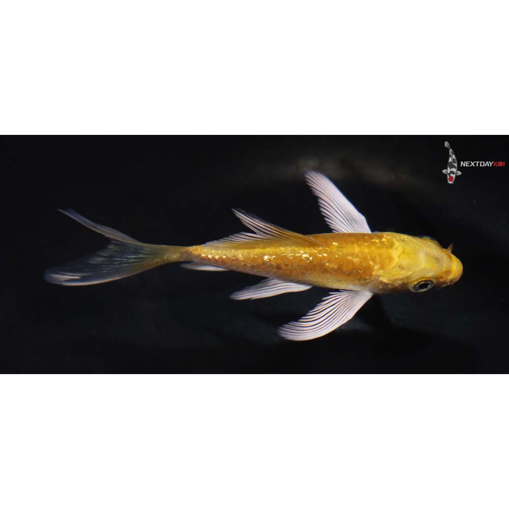 3” Imported Gin Rin Yamabuki Ogon Butterfly Koi | Koi Fish For Sale