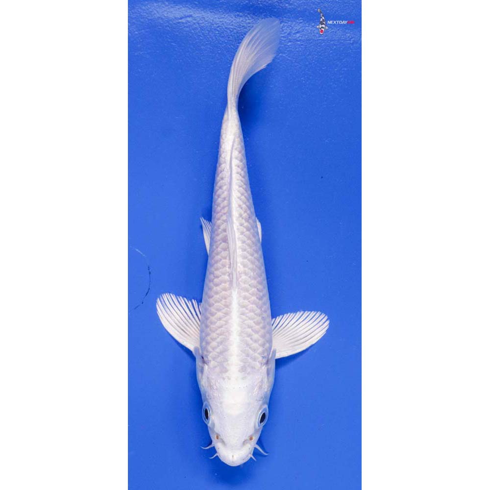 6” Imported Platinum Ogon | Koi Fish For Sale