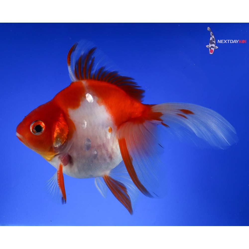 5” Imported Male Red and White Ryukin | Koi Fish For Sale