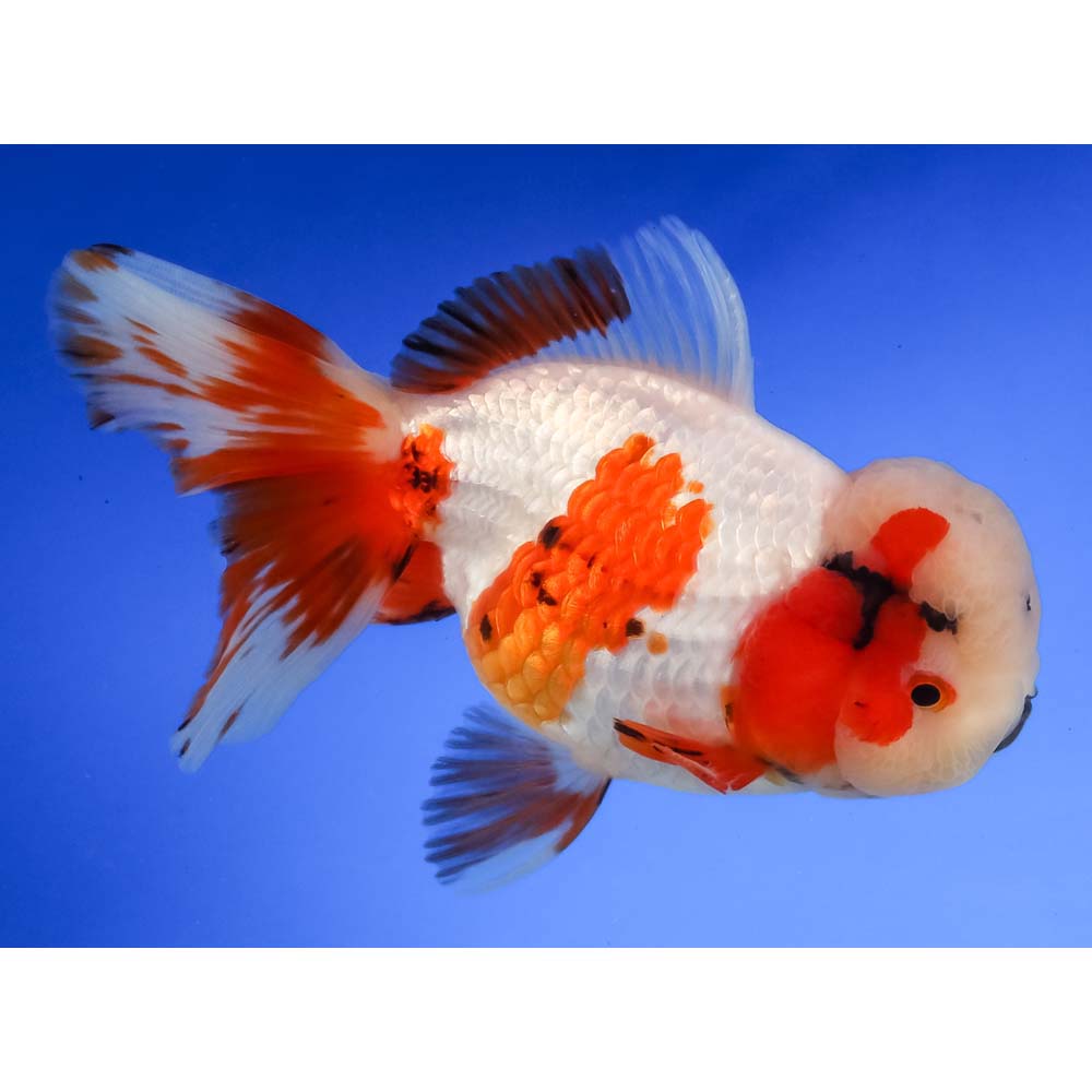 4.5” Imported Tri Color Thai Oranda | Koi Fish For Sale