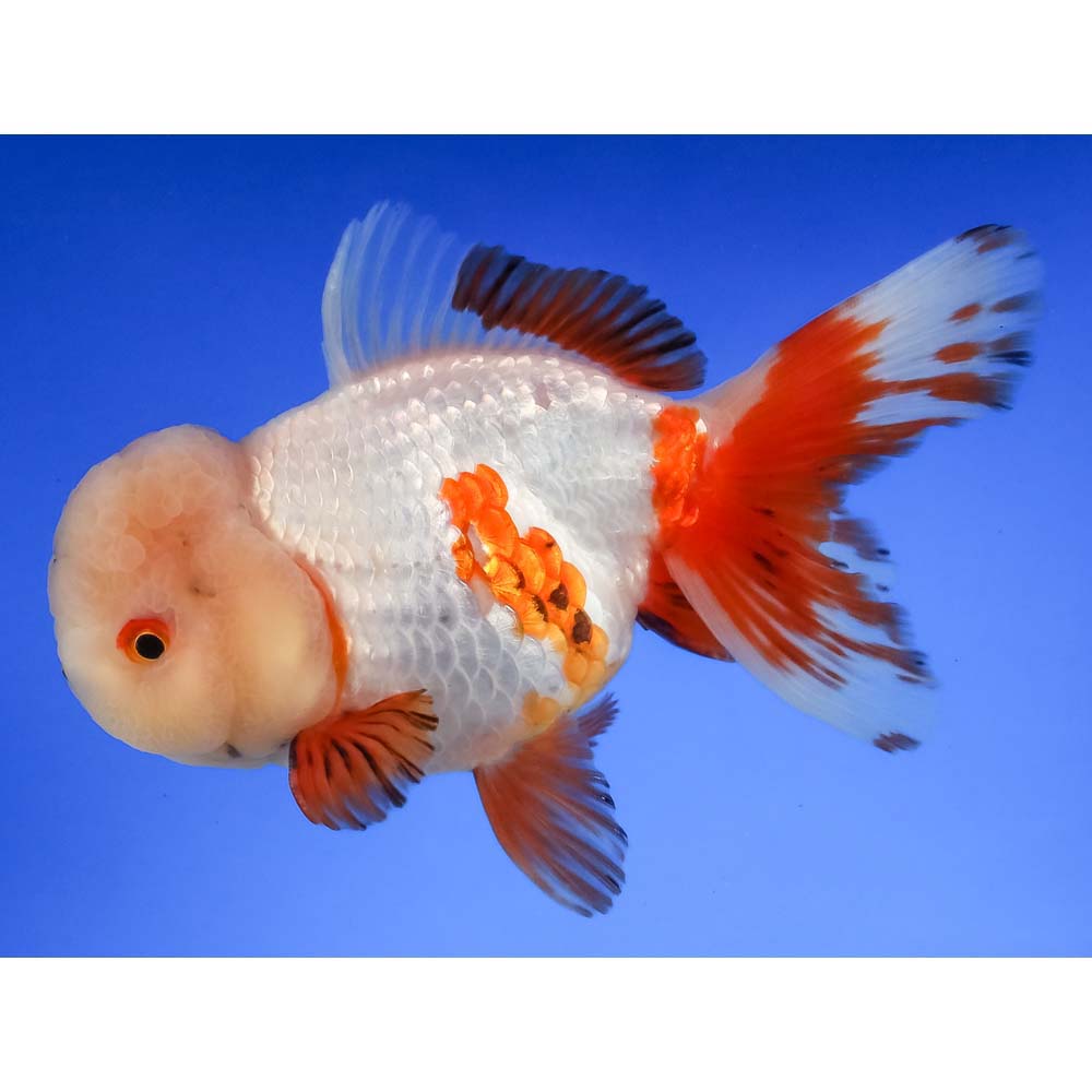 4.5” Imported Tri Color Thai Oranda | Koi Fish For Sale
