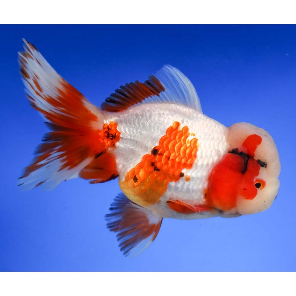4.5” Imported Tri Color Thai Oranda | Koi Fish For Sale