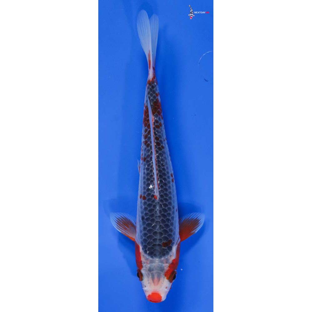 8” Imported Asagi | Koi Fish For Sale