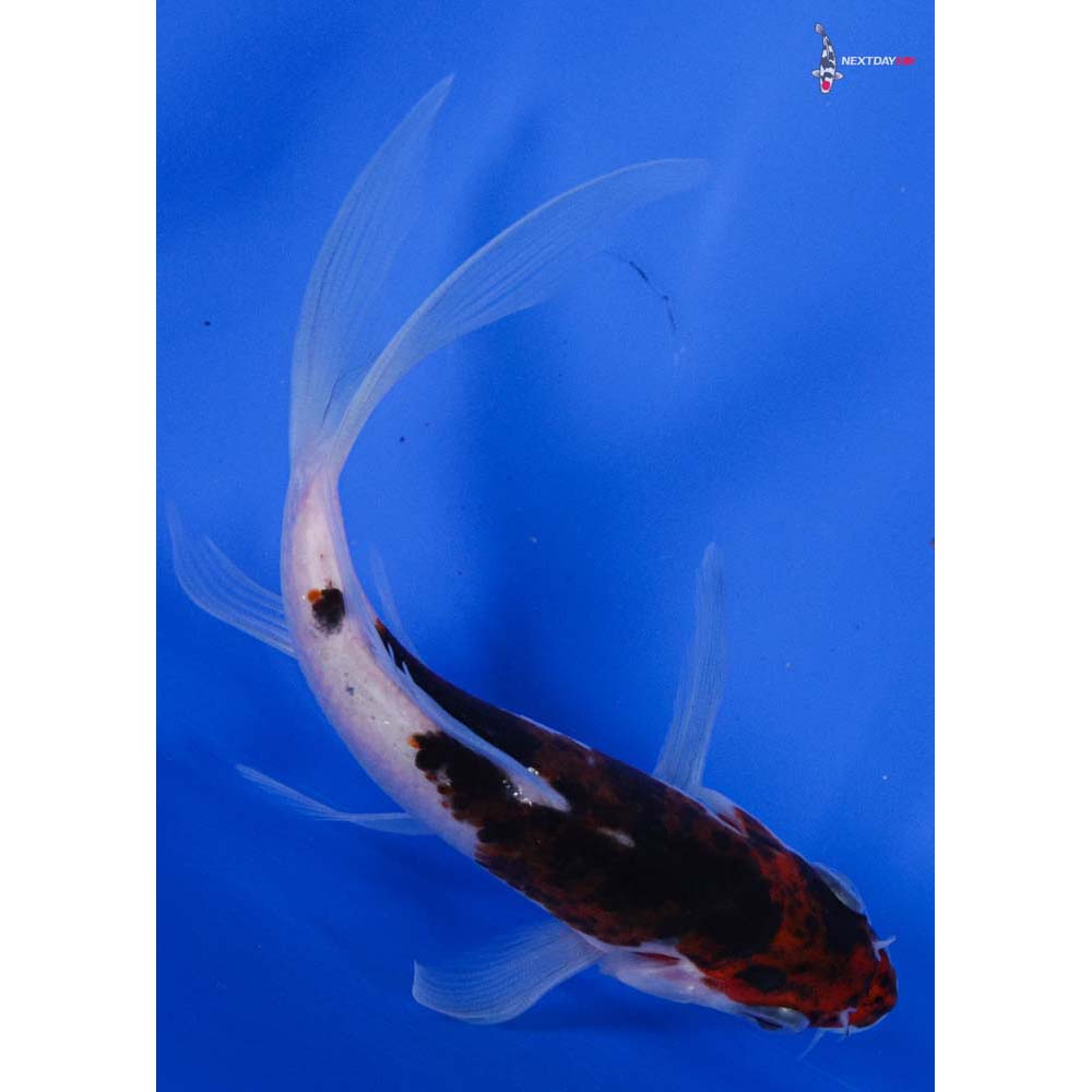 5” Imported Goromo Butterfly Koi | Koi Fish For Sale