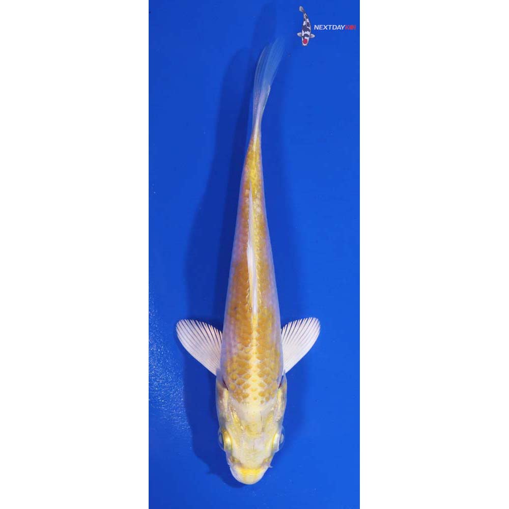 4” Imported Lemon Hariwake | Koi Fish For Sale