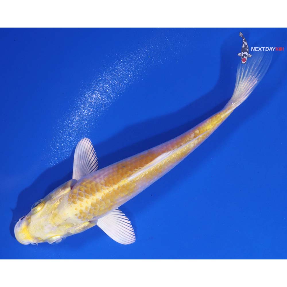 4” Imported Lemon Hariwake | Koi Fish For Sale