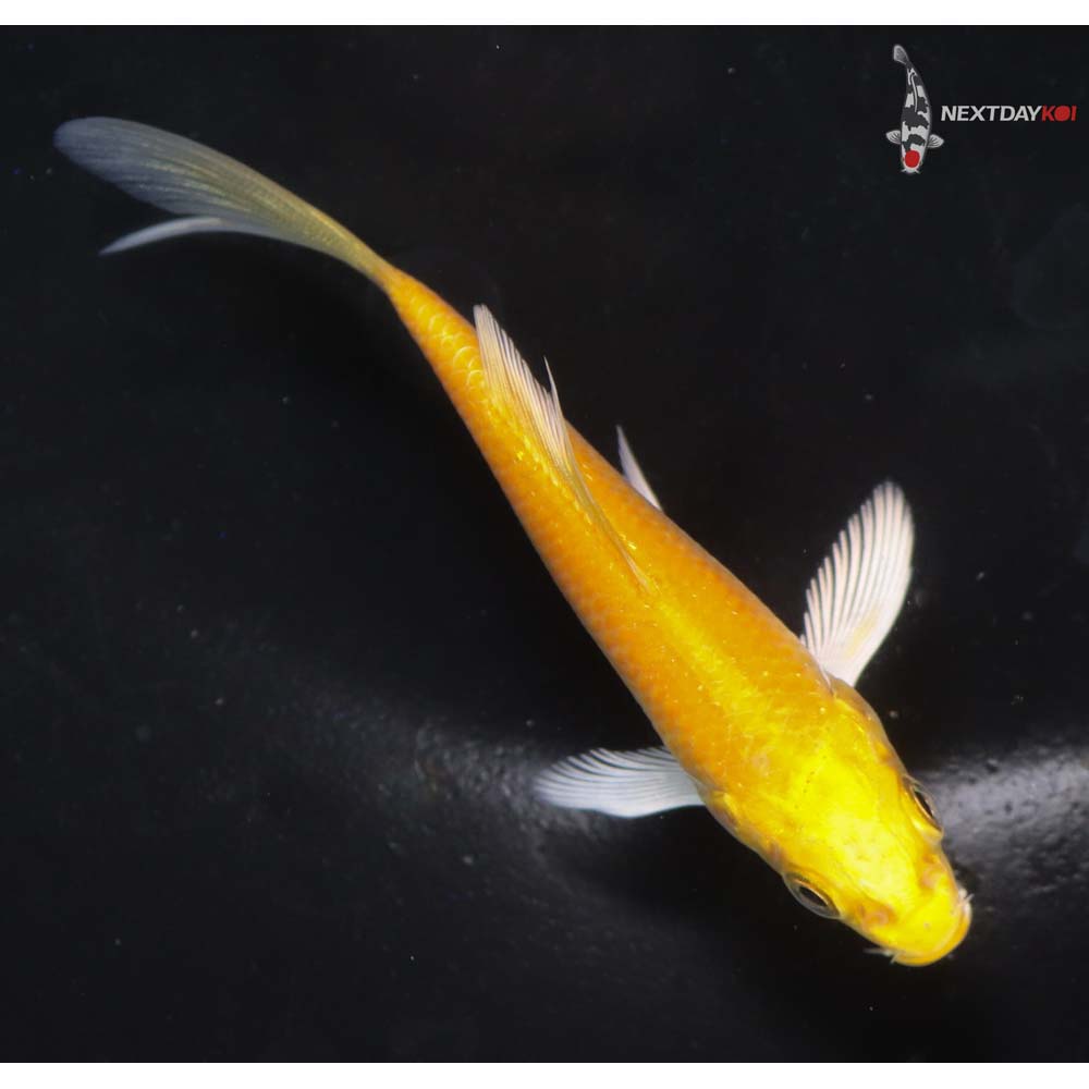 3” Imported Yamabuki Ogon Butterfly Koi | Koi Fish For Sale