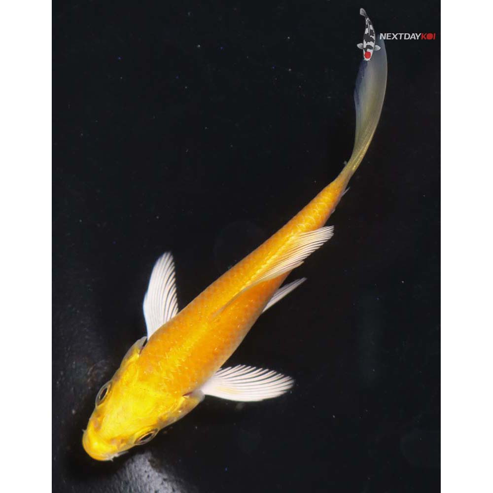 3” Imported Yamabuki Ogon Butterfly Koi | Koi Fish For Sale