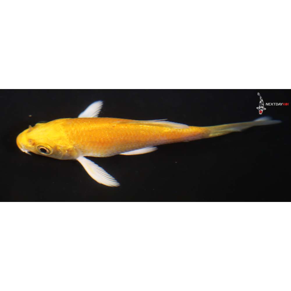 3” Imported Yamabuki Ogon Butterfly Koi | Koi Fish For Sale