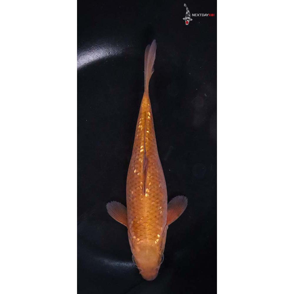 7” Imported Gin Rin Chagoi | Koi Fish For Sale