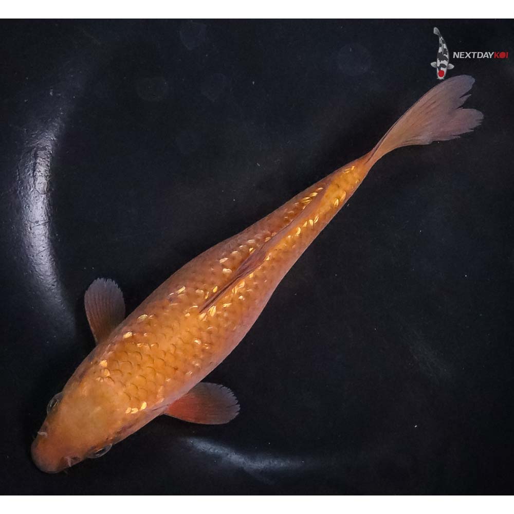 7” Imported Gin Rin Chagoi | Koi Fish For Sale