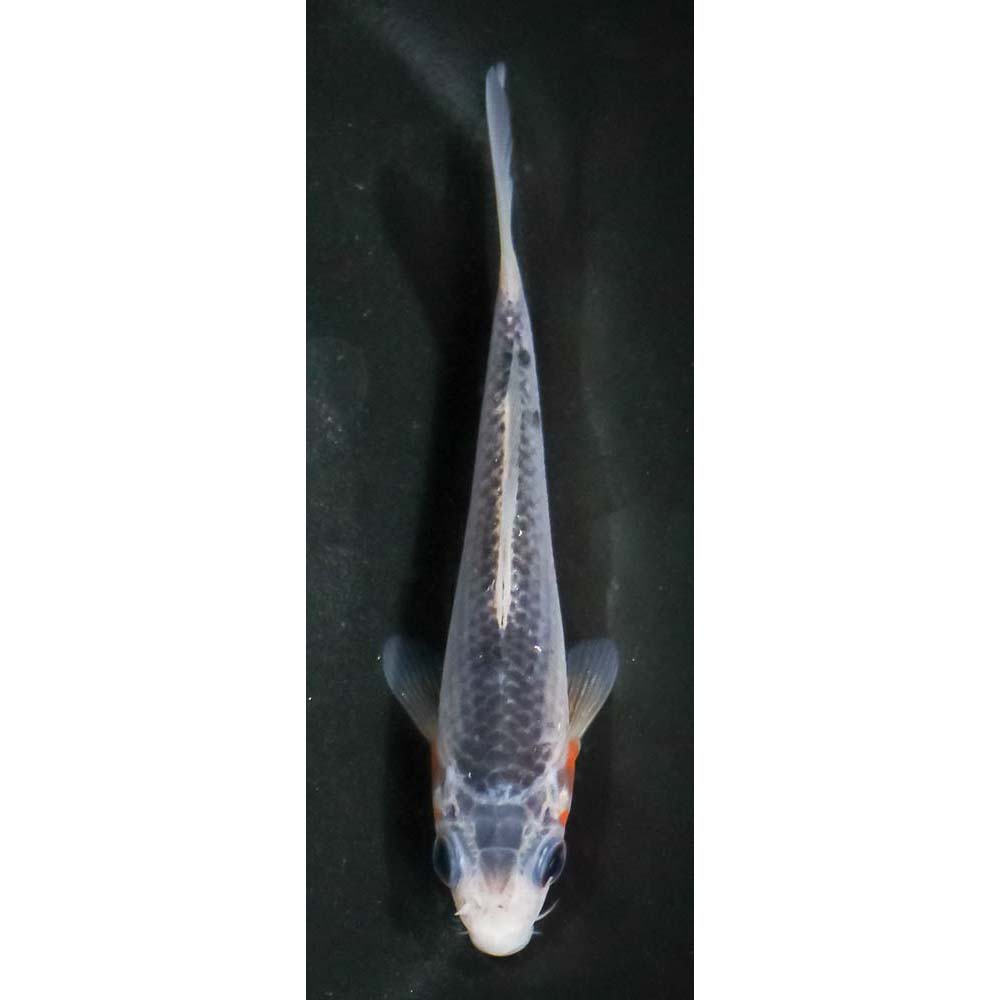 4” Imported Asagi | Koi Fish For Sale