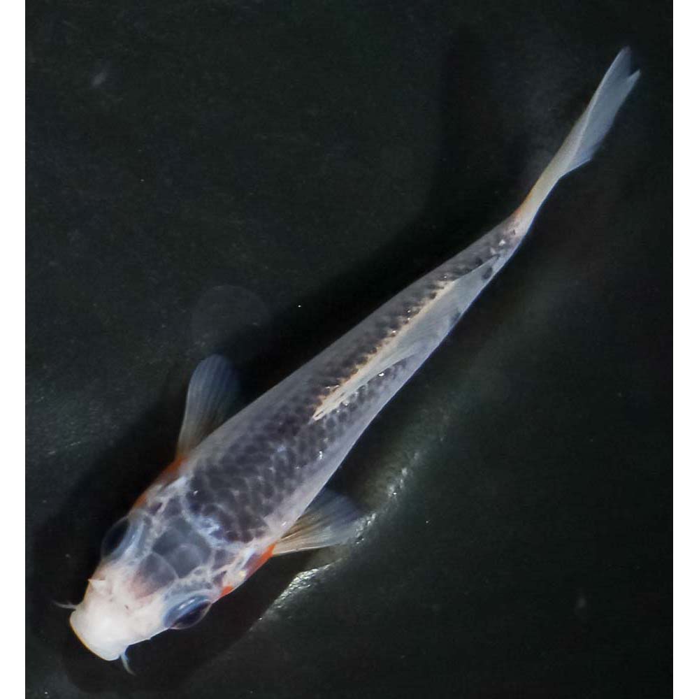 4” Imported Asagi | Koi Fish For Sale