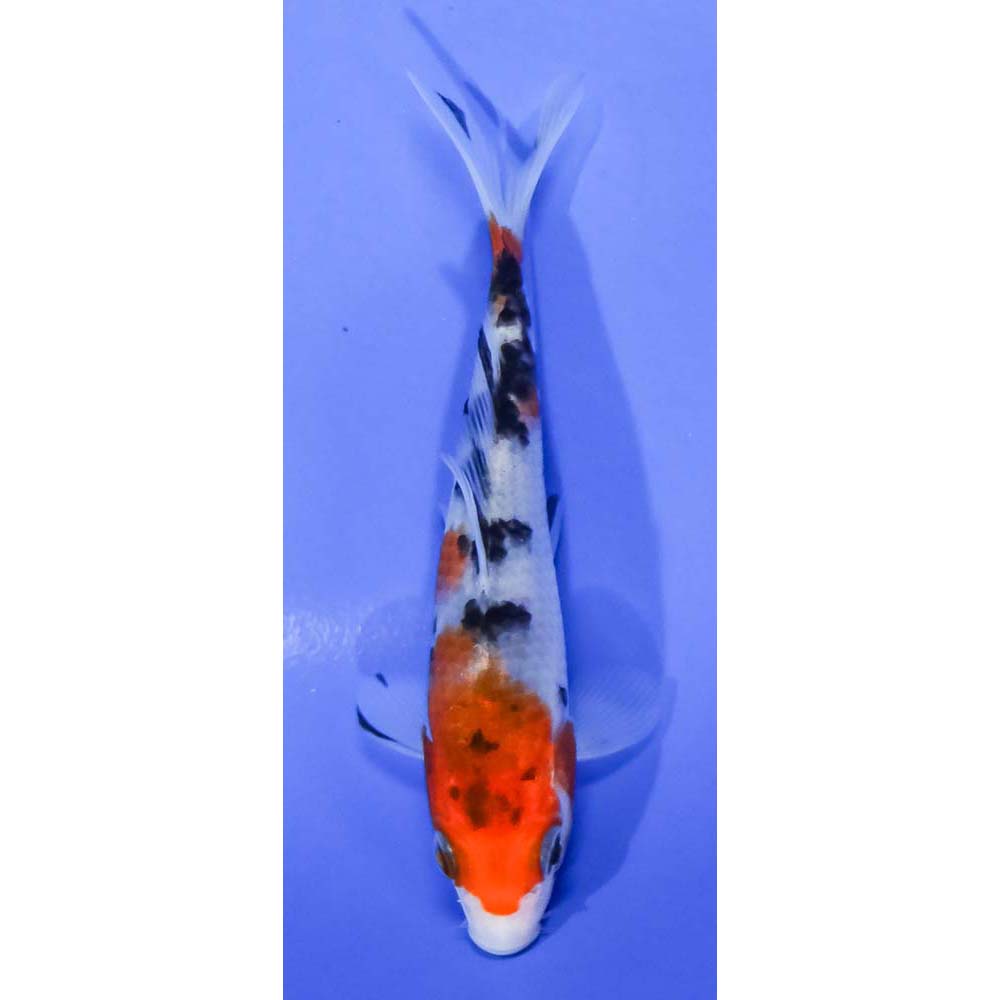 Gosanke Koi Fish For Sale | Next Day Koi