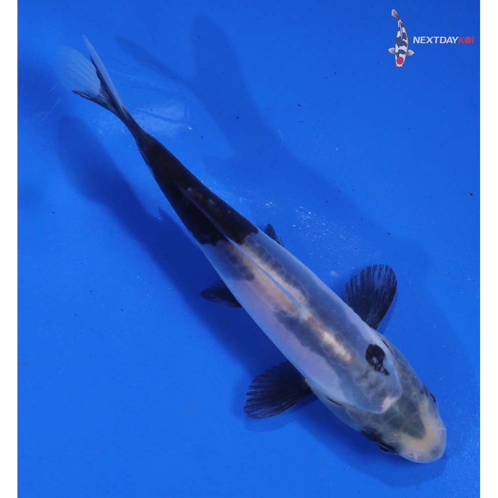 4” Kumonryu | Koi Fish For Sale