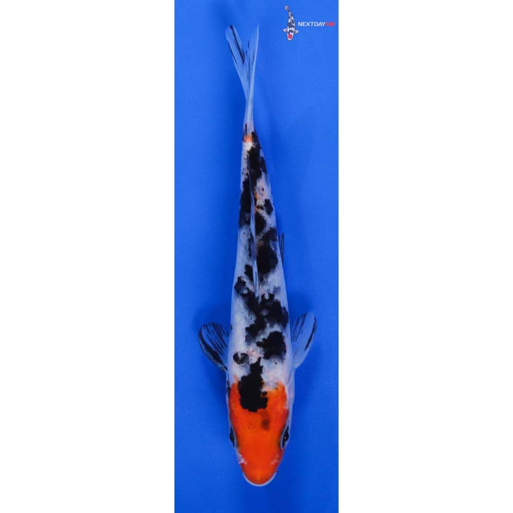 Gosanke Koi Fish For Sale | Next Day Koi