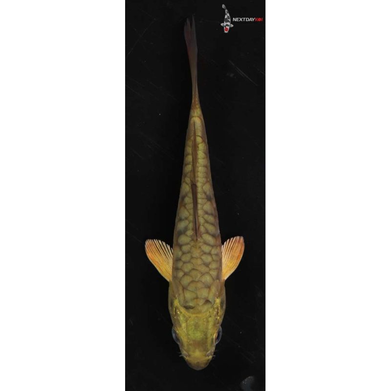 5” Imported Armor Scaled Green Chagoi | Koi Fish For Sale