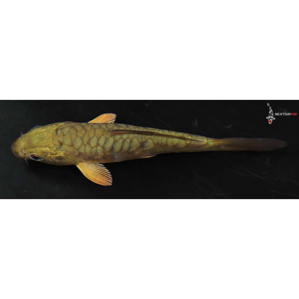 5” Imported Armor Scaled Green Chagoi | Koi Fish For Sale