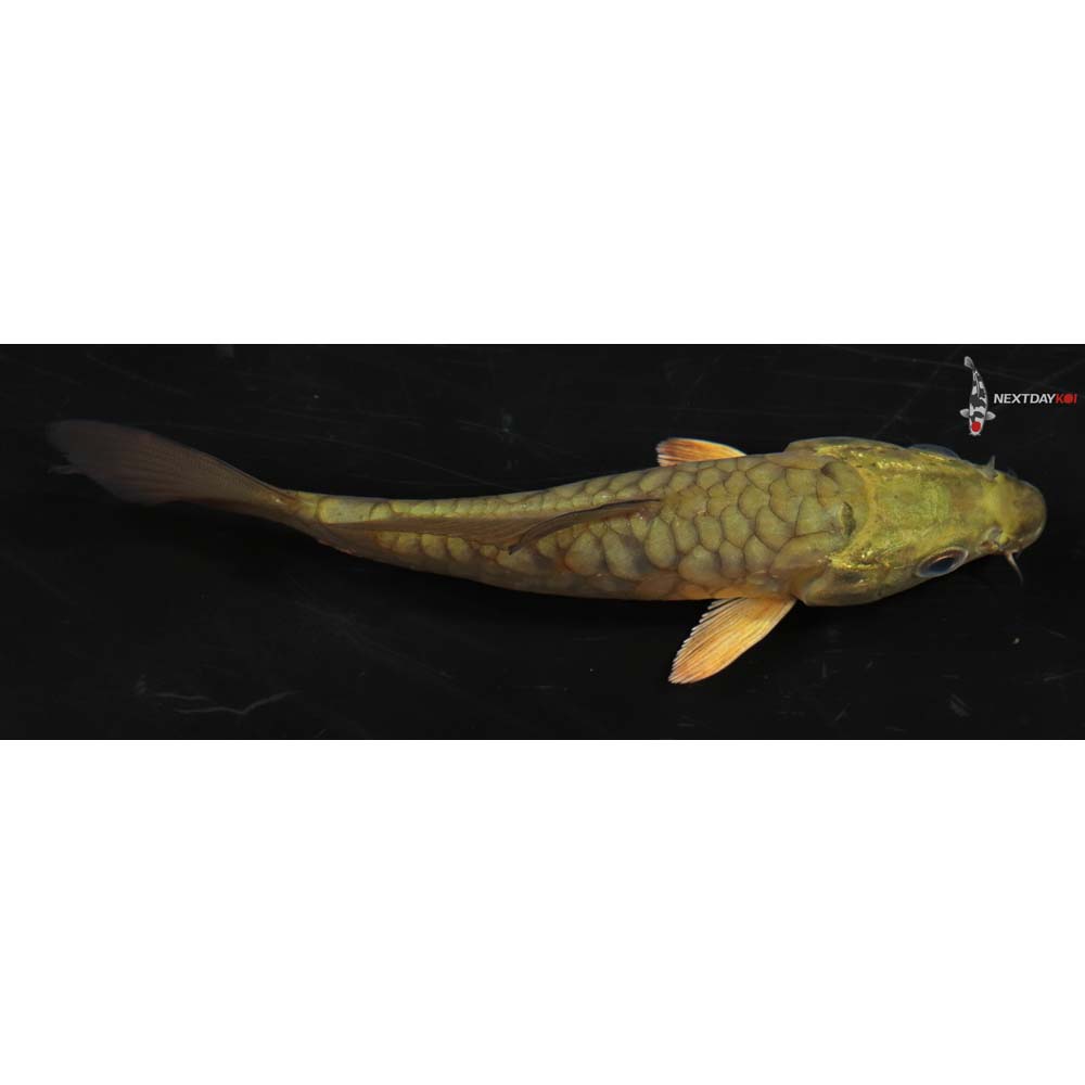 5” Imported Armor Scaled Green Chagoi | Koi Fish For Sale