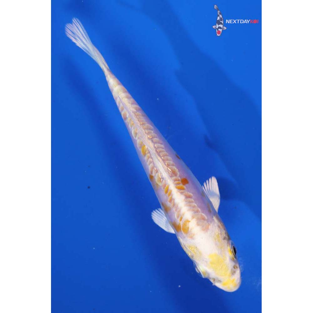 3.5” Imported Doitsu Lemon Hariwake | Koi Fish For Sale