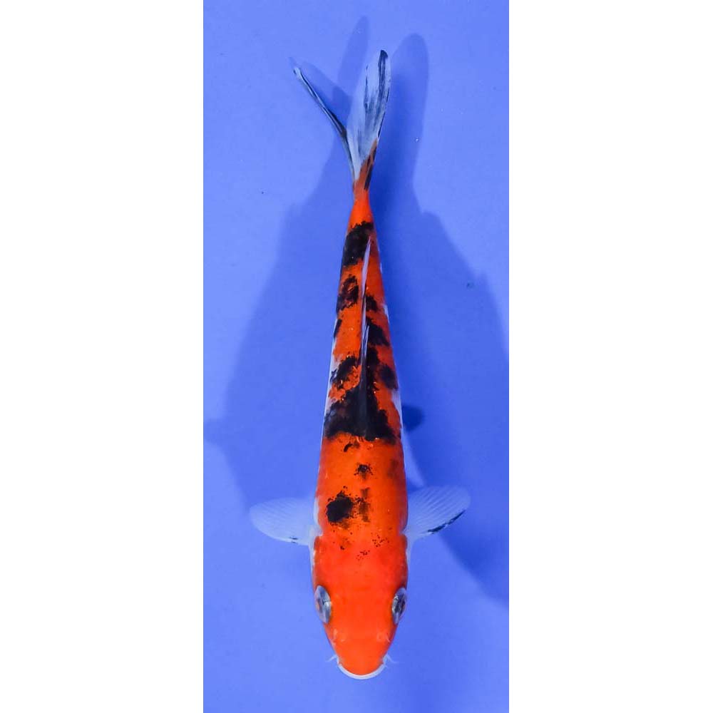5.5” Imported Aka Sanke | Koi Fish For Sale