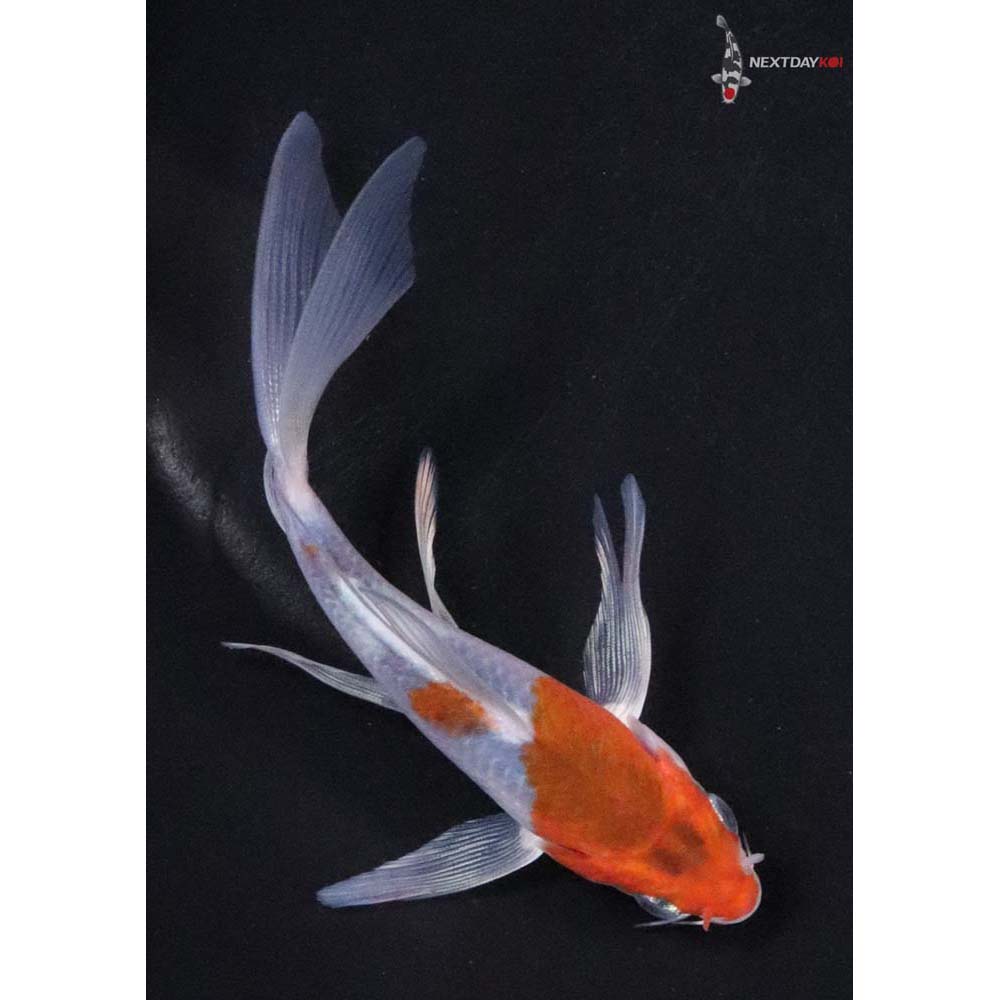 Koromo Koi Fish For Sale | Next Day Koi