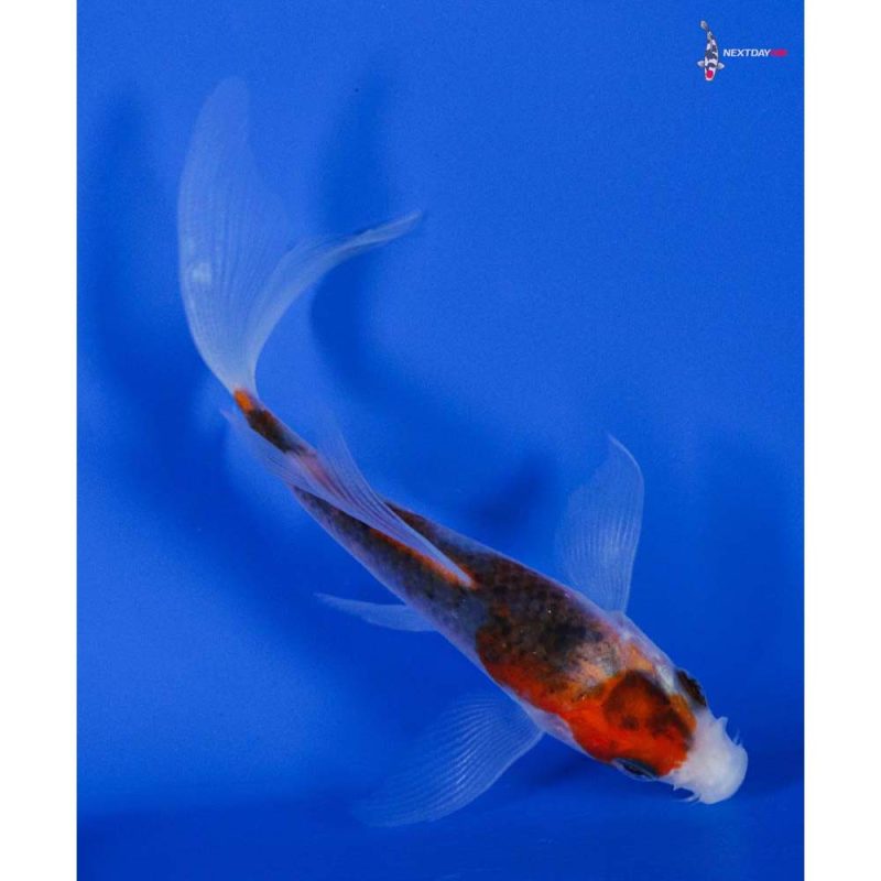 Koromo Koi Fish For Sale | Next Day Koi