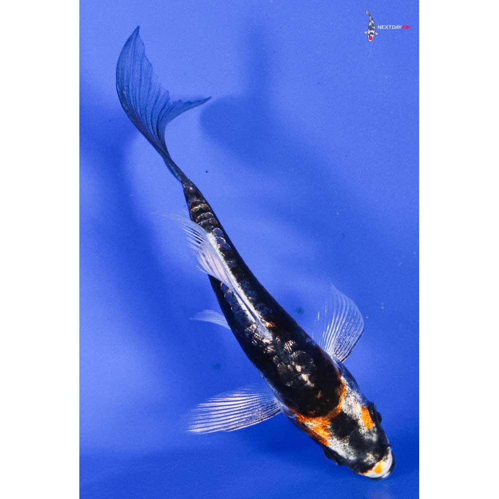 3” Imported Kin Kikokuryu Butterfly Koi | Koi Fish For Sale