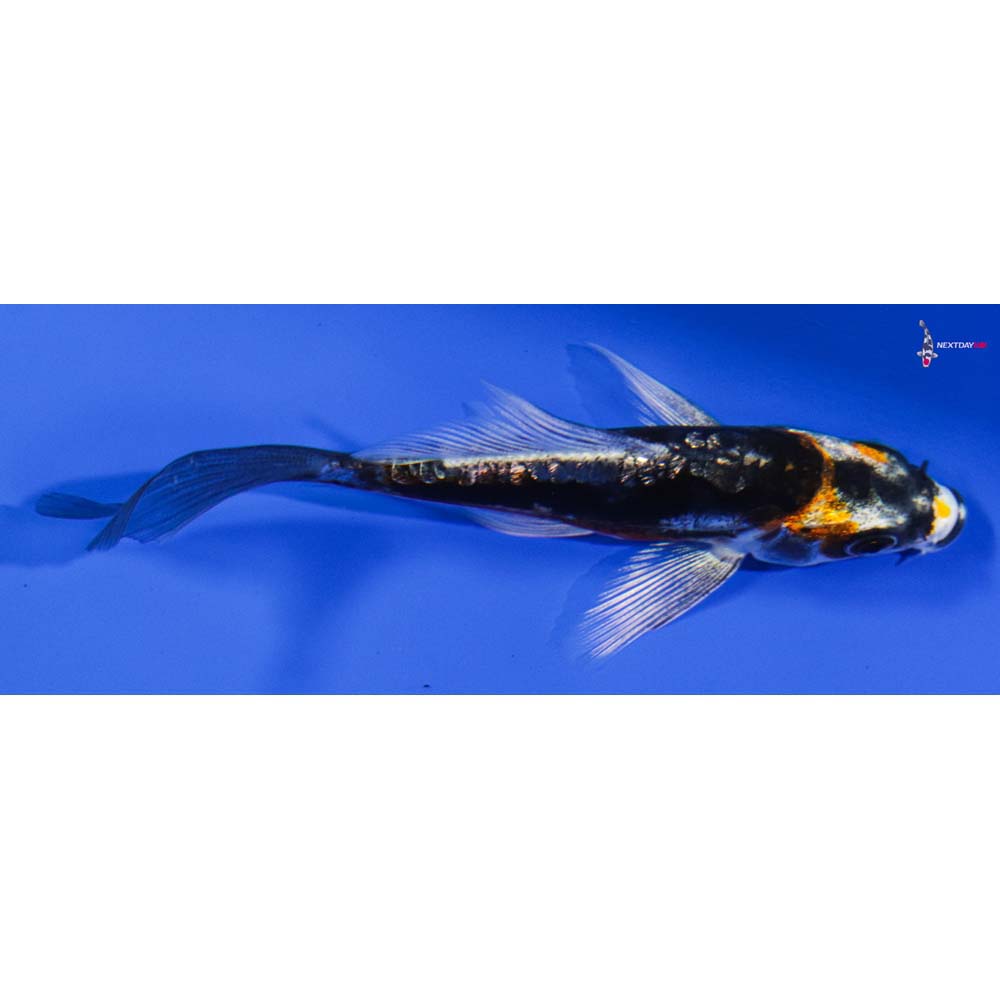 3” Imported Kin Kikokuryu Butterfly Koi | Koi Fish For Sale