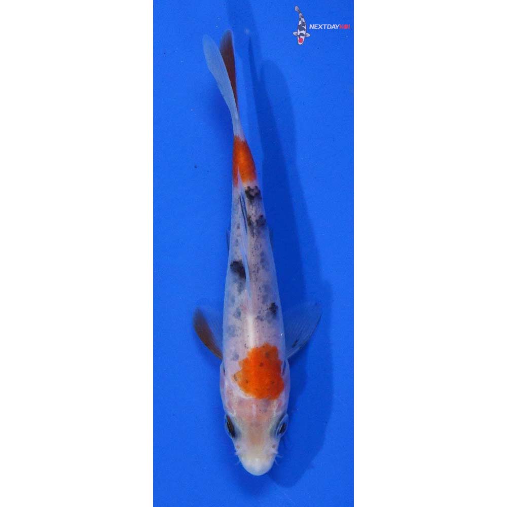 4” Imported Sanke | Koi Fish For Sale