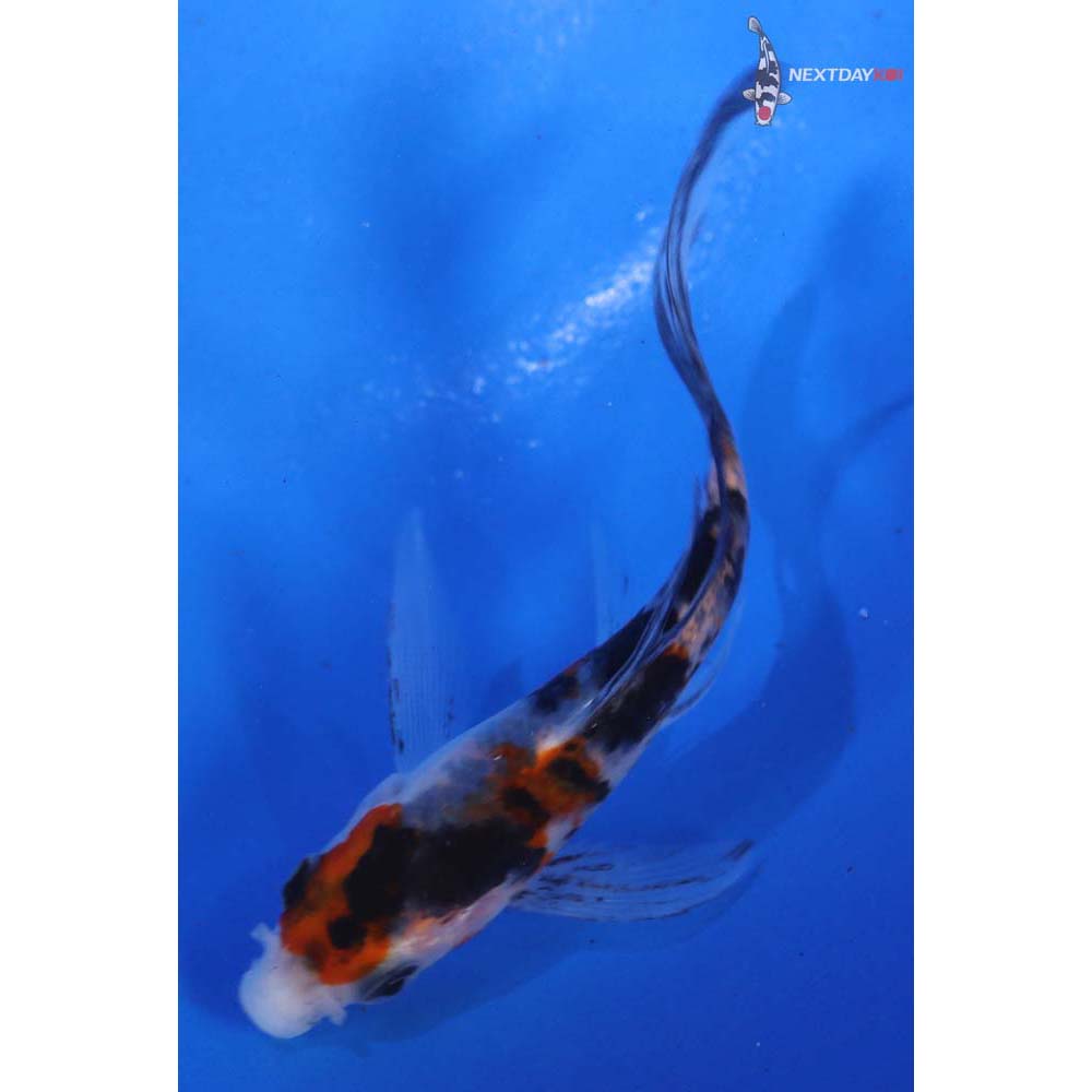 Gosanke Koi Fish For Sale | Next Day Koi