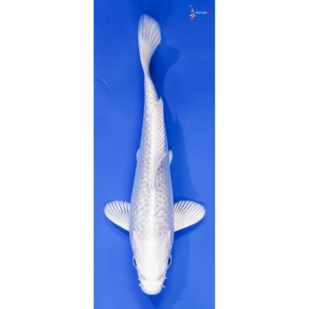Platinum Ogon | Koi Fish For Sale | Next Day Koi