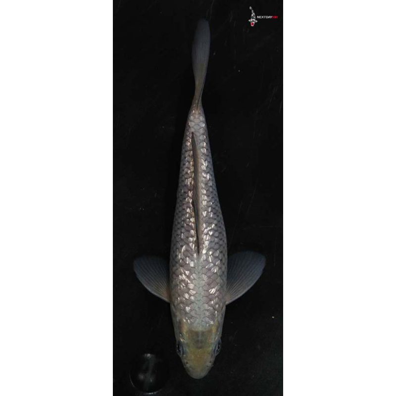 Kawarimono | Koi Fish For Sale | Next Day Koi