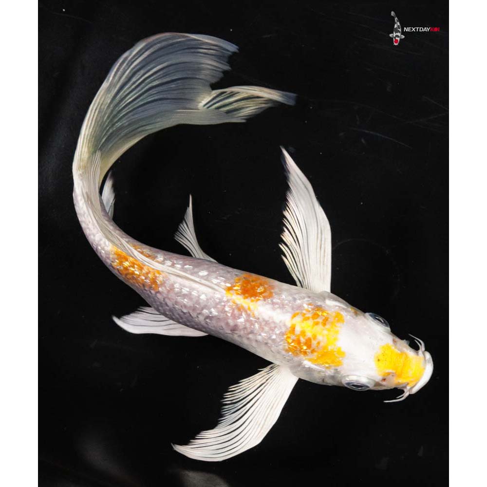 Koi Fish For Sale | Next Day Koi
