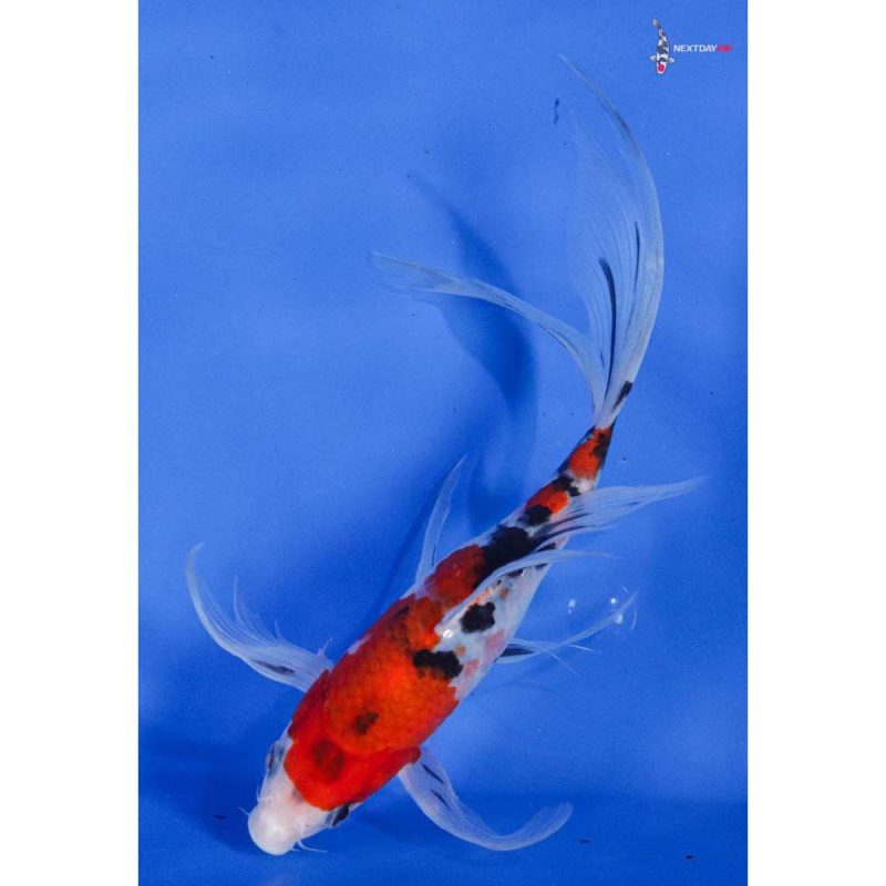 Gosanke Koi Fish For Sale | Next Day Koi