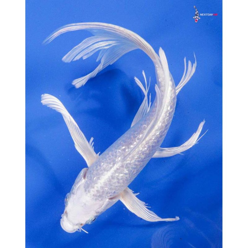 Platinum Ogon | Koi Fish For Sale | Next Day Koi