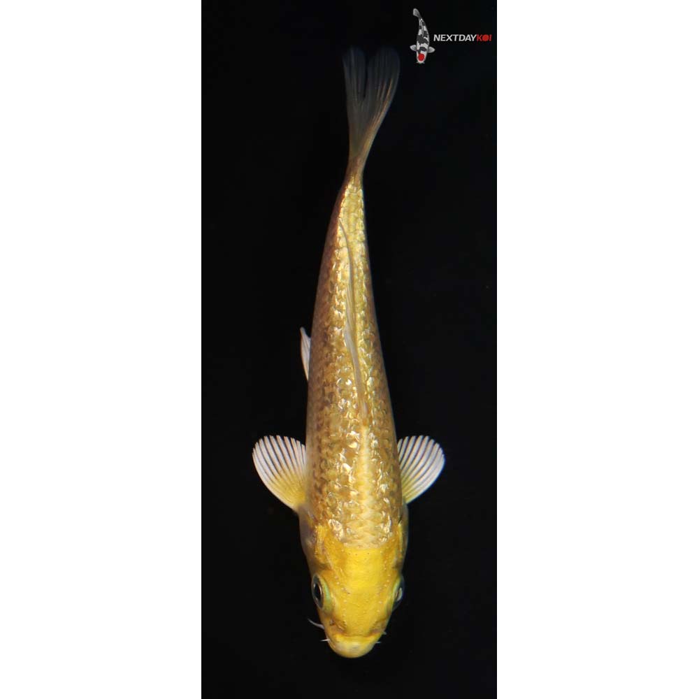 4” Imported Gin Rin Yamabuki Ogon | Koi Fish For Sale