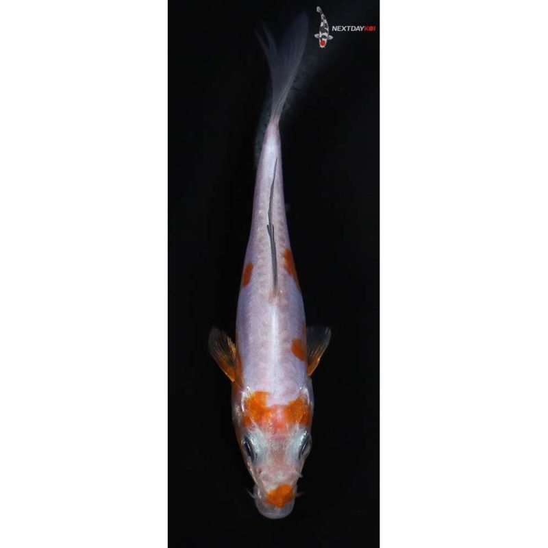 Kawarimono | Koi Fish For Sale | Next Day Koi