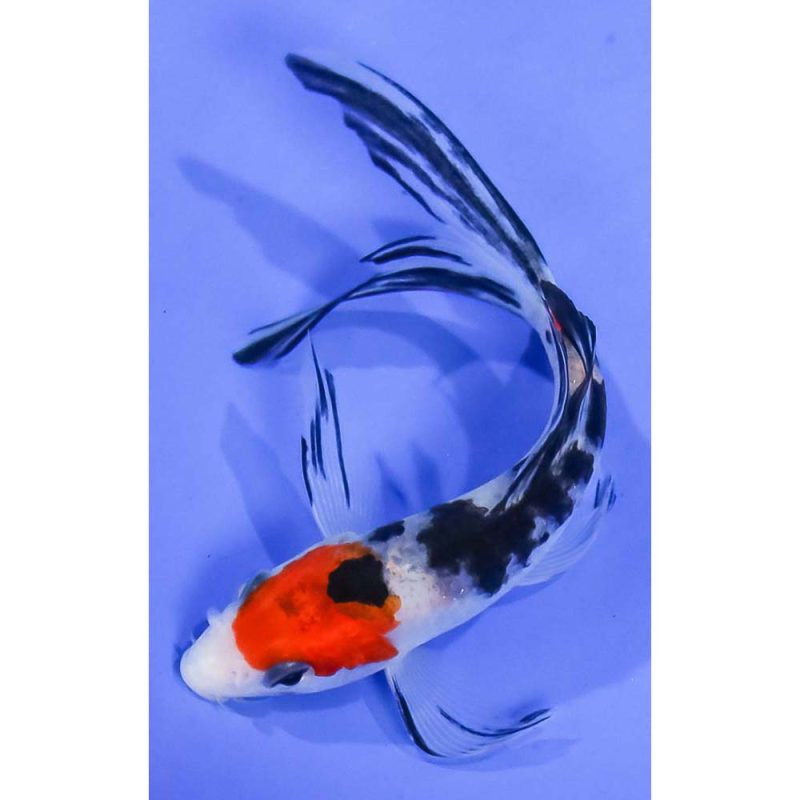 Gosanke Koi Fish For Sale | Next Day Koi