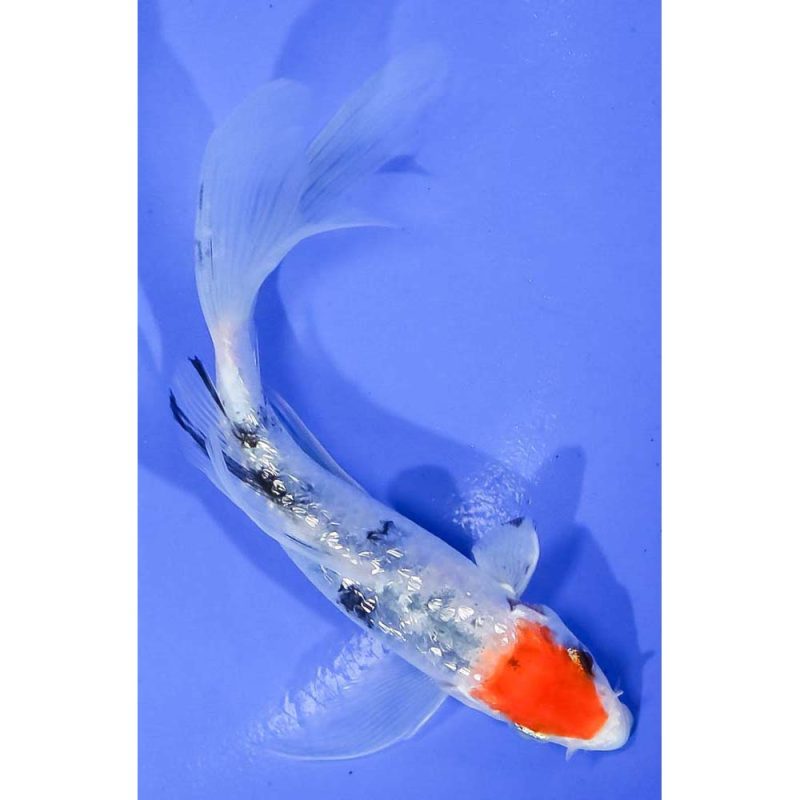 Gosanke Koi Fish For Sale | Next Day Koi
