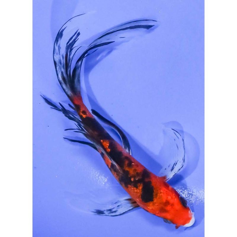 Gosanke Koi Fish For Sale | Next Day Koi