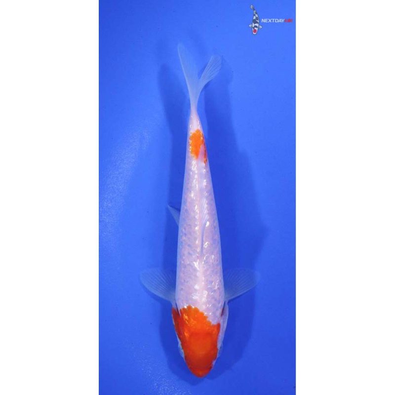 Gosanke Koi Fish For Sale | Next Day Koi