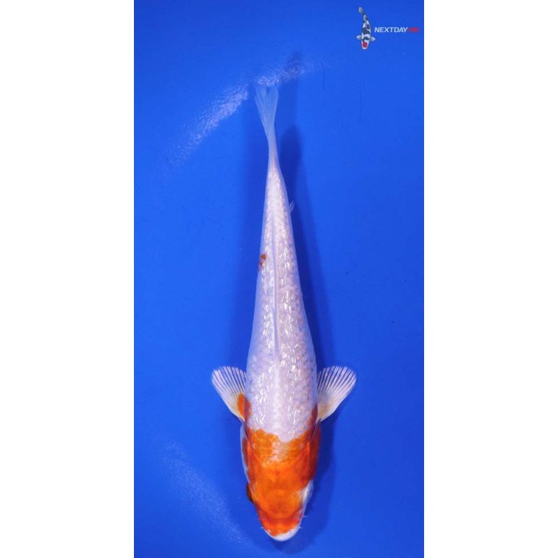 Hariwake Koi Fish For Sale | Next Day Koi