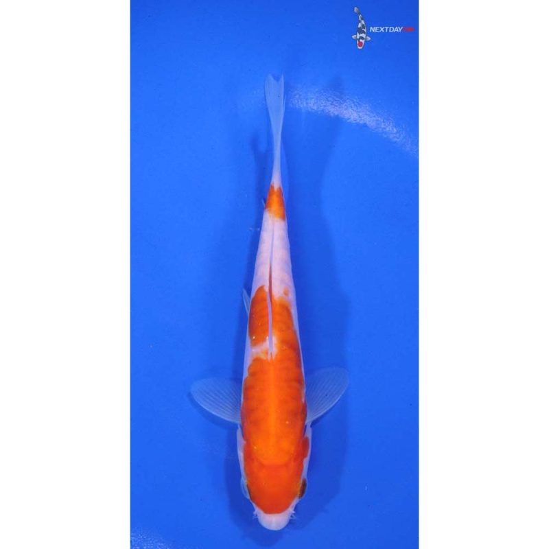 Gosanke Koi Fish For Sale | Next Day Koi